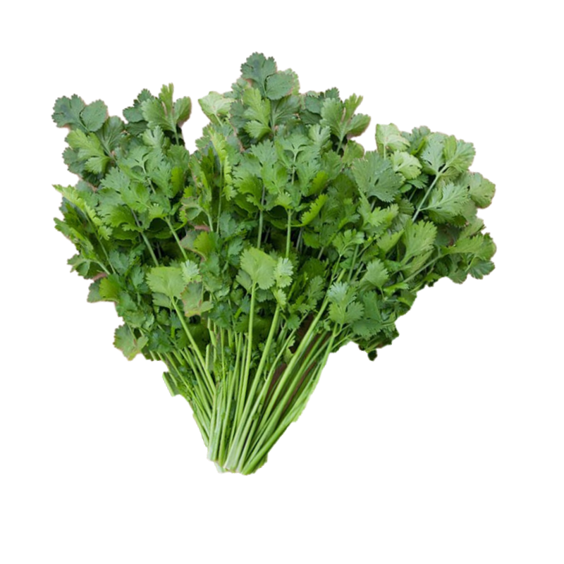 Cilantro x 500gr
